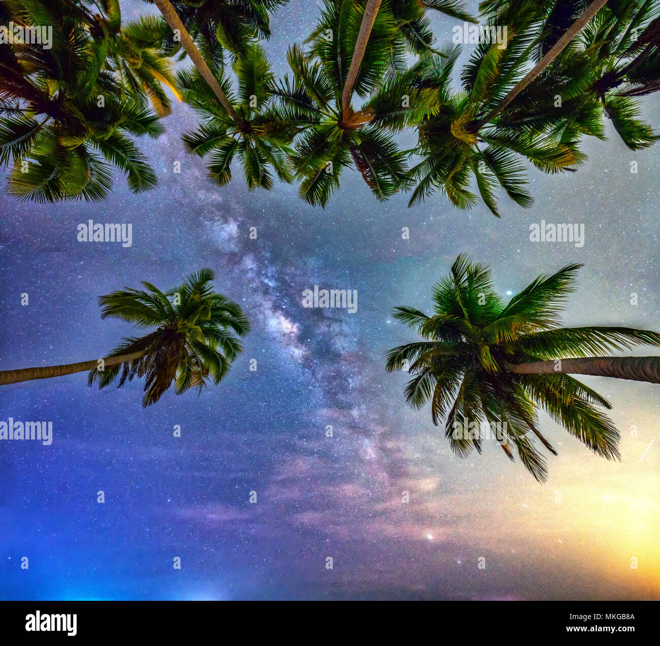 Midnight landscape with coconut palm tree Silhouette and Milky Way in ...