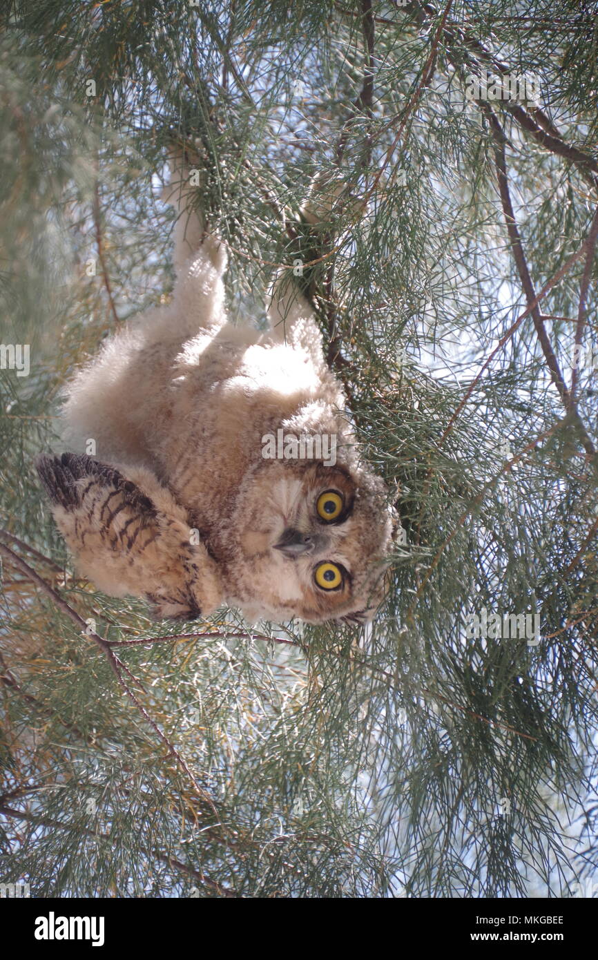 One Bat Owl Stock Photo - Alamy