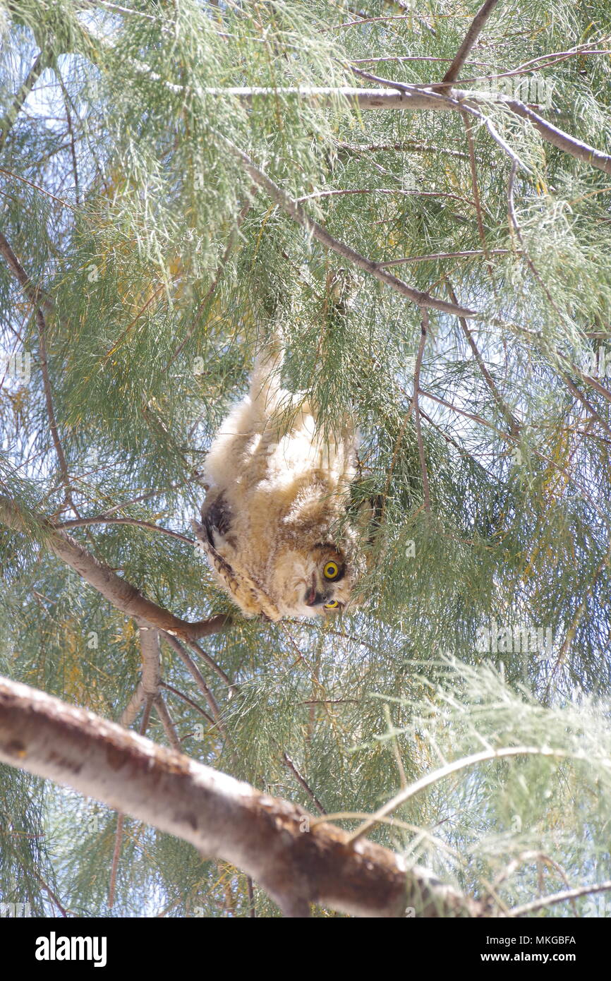 One Bat Owl Stock Photo - Alamy