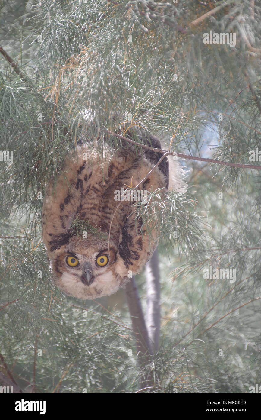 One Bat Owl Stock Photo - Alamy