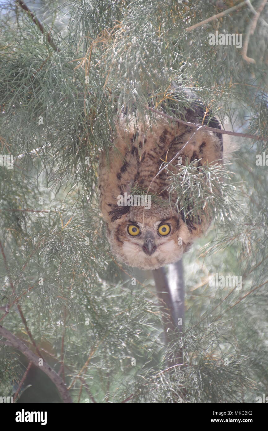 One Bat Owl Stock Photo - Alamy