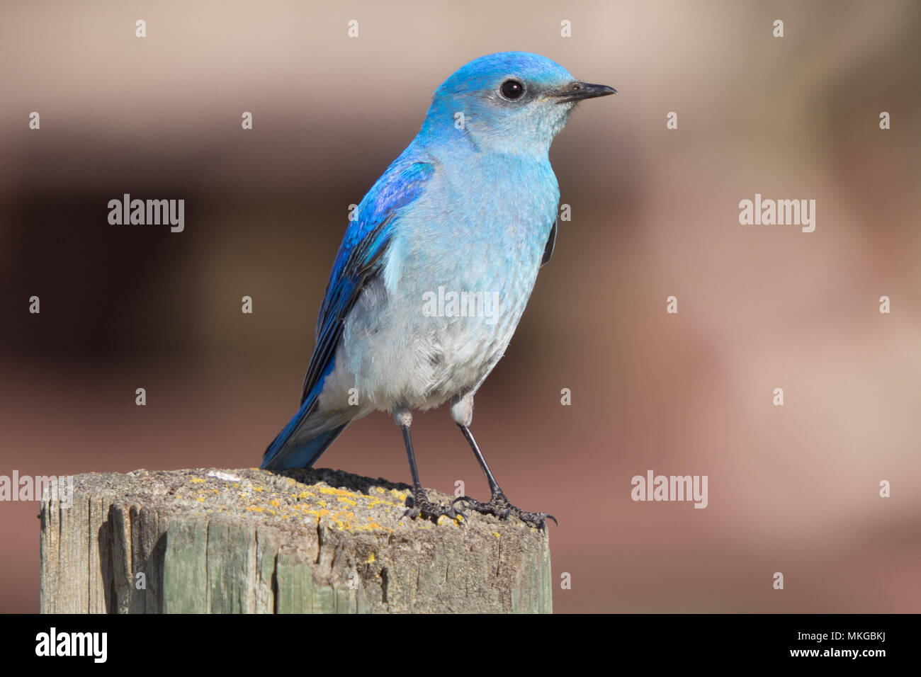 Male mountain bluebird hi-res stock photography and images - Alamy