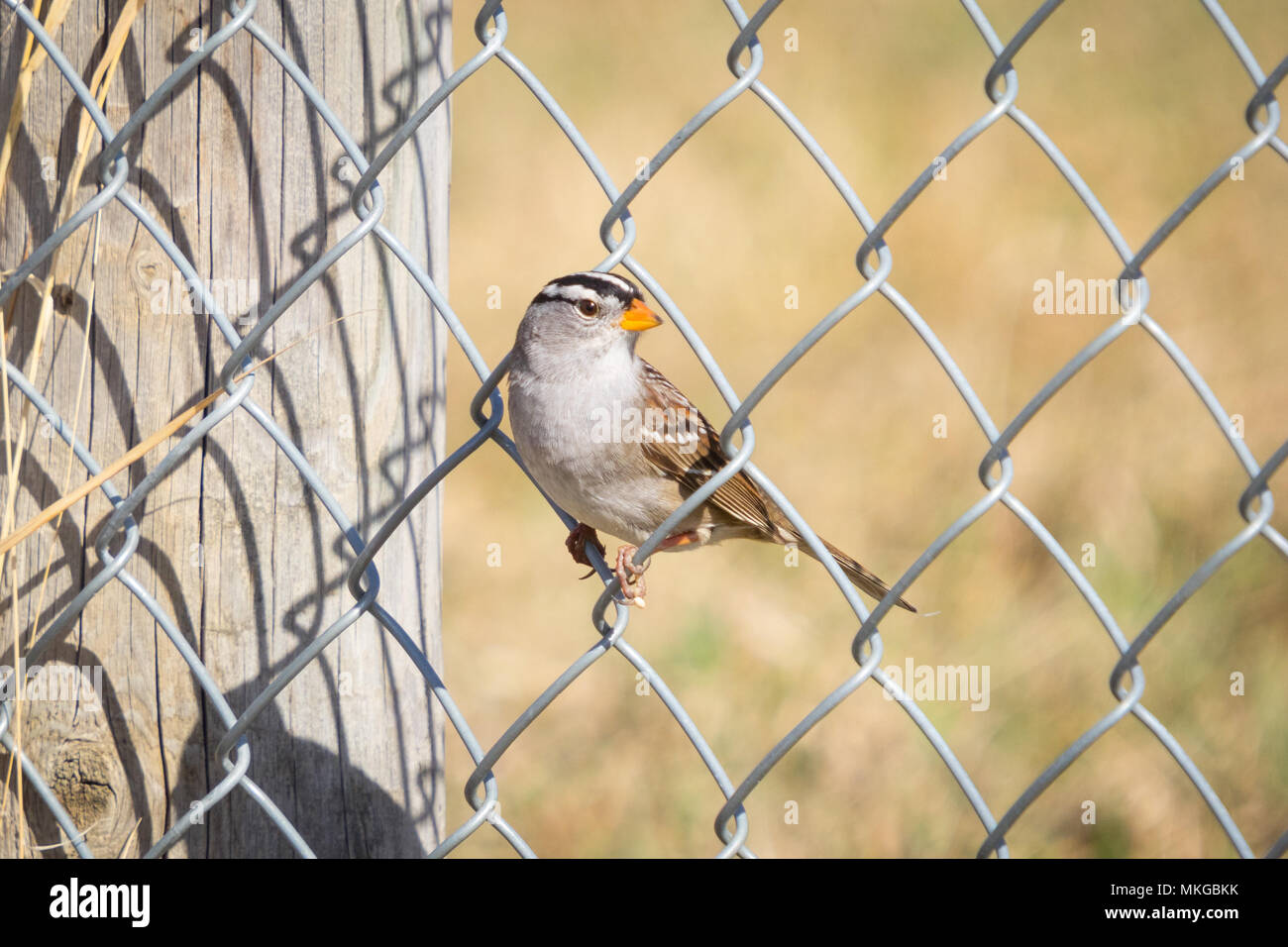 White crowned sparrow fence hi-res stock photography and images - Alamy