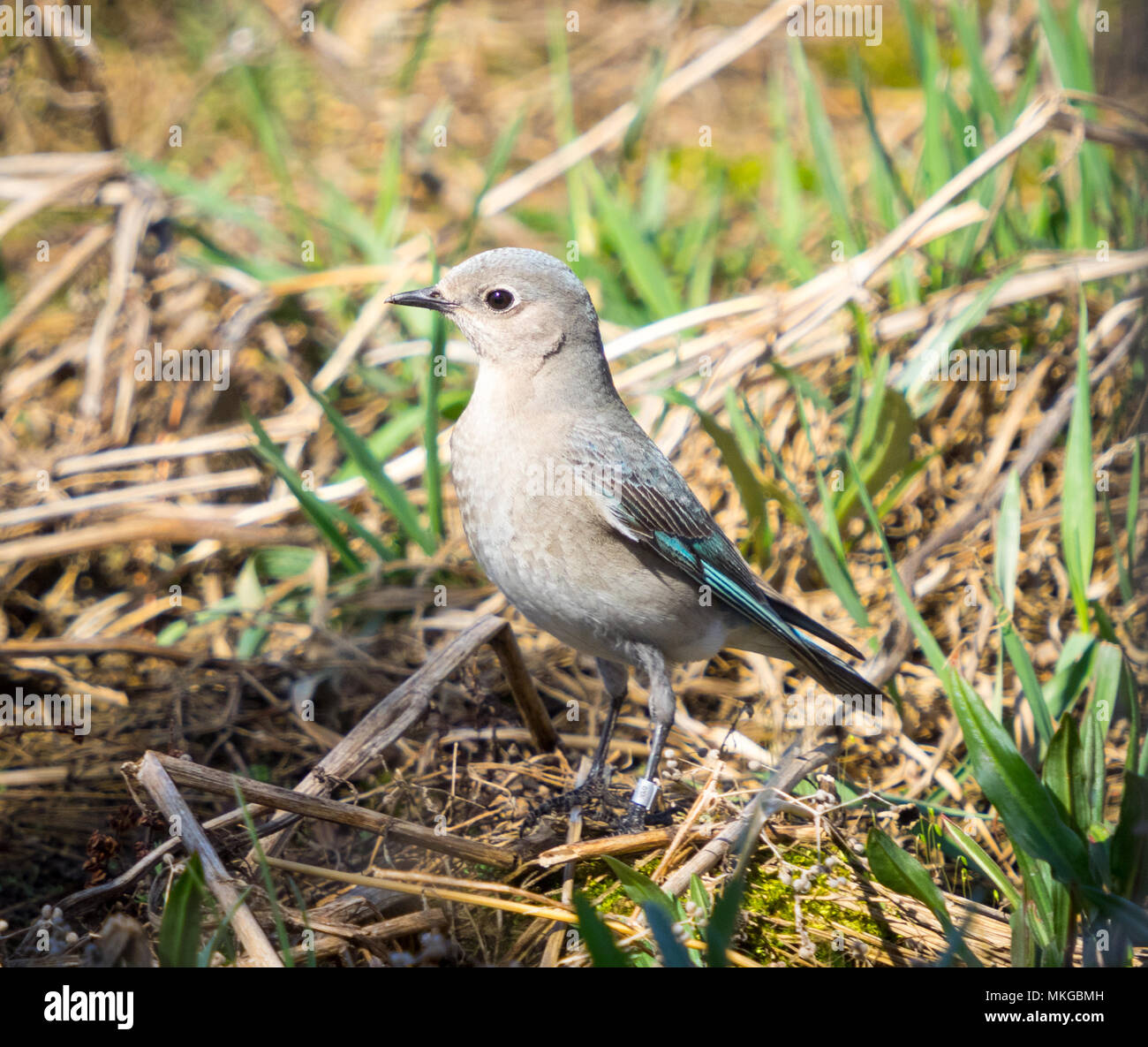 Mountain bluebird female canada hi-res stock photography and images - Alamy