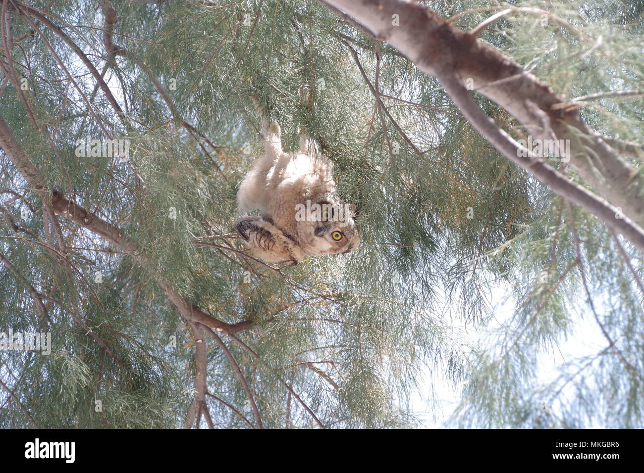 One Bat Owl Stock Photo - Alamy