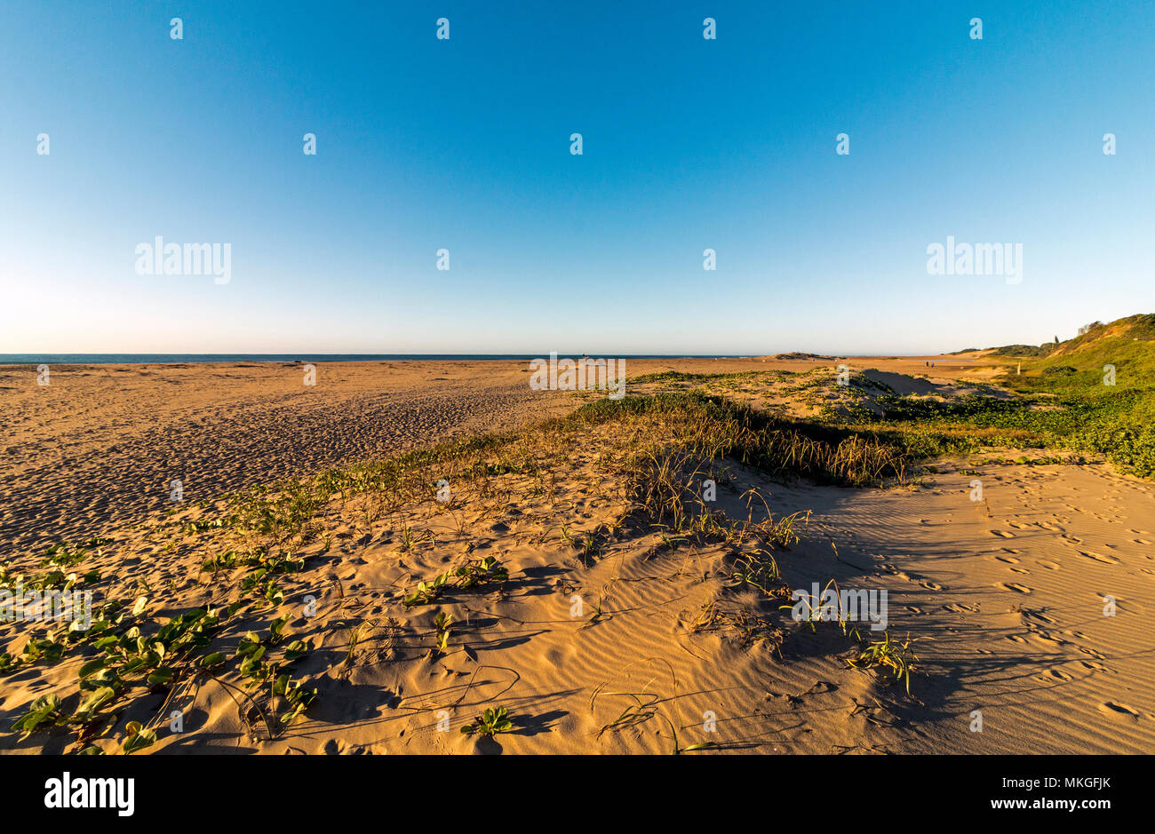 Golden colored beach sand, green dune vegetation against distant blue ...