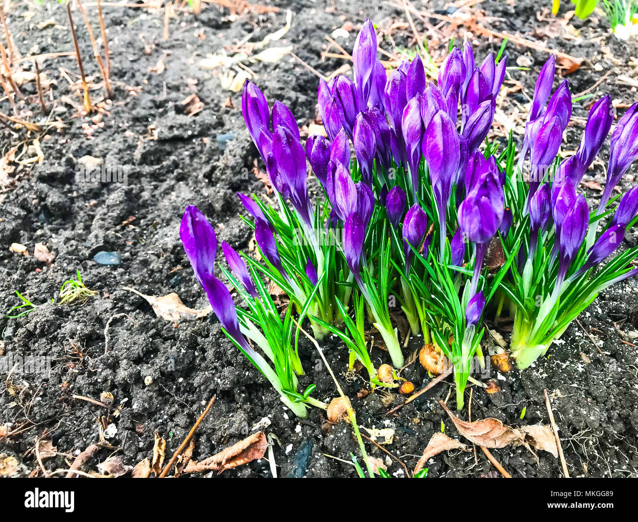 First spring flowers of crocus Stock Photo - Alamy