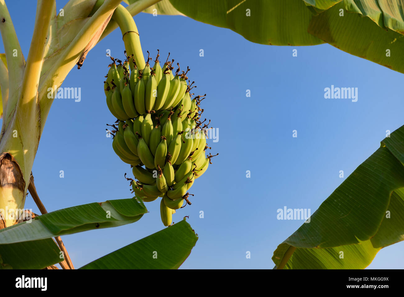Ripe Banana Tree Plant