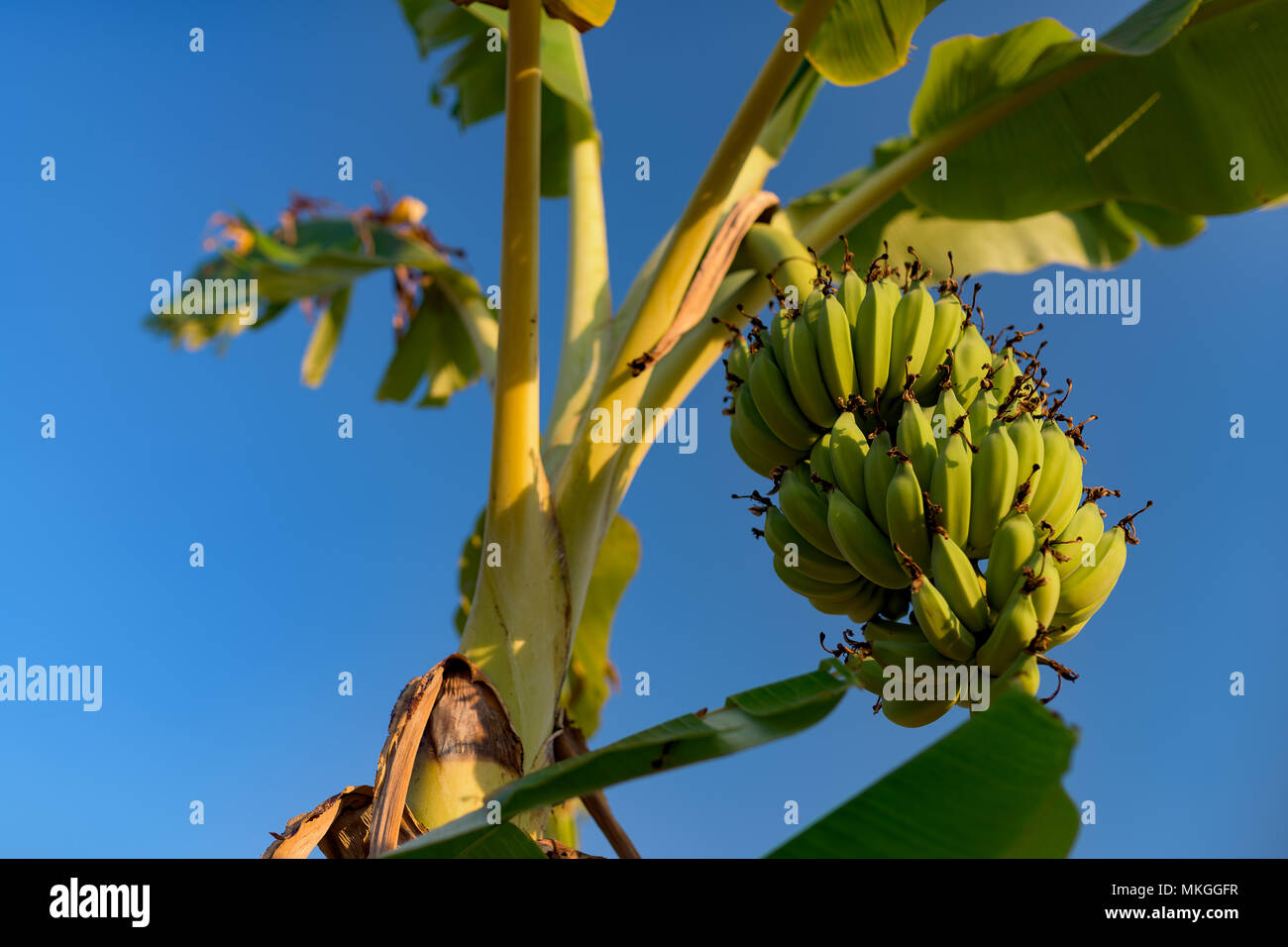 Ripe Banana Tree Plant