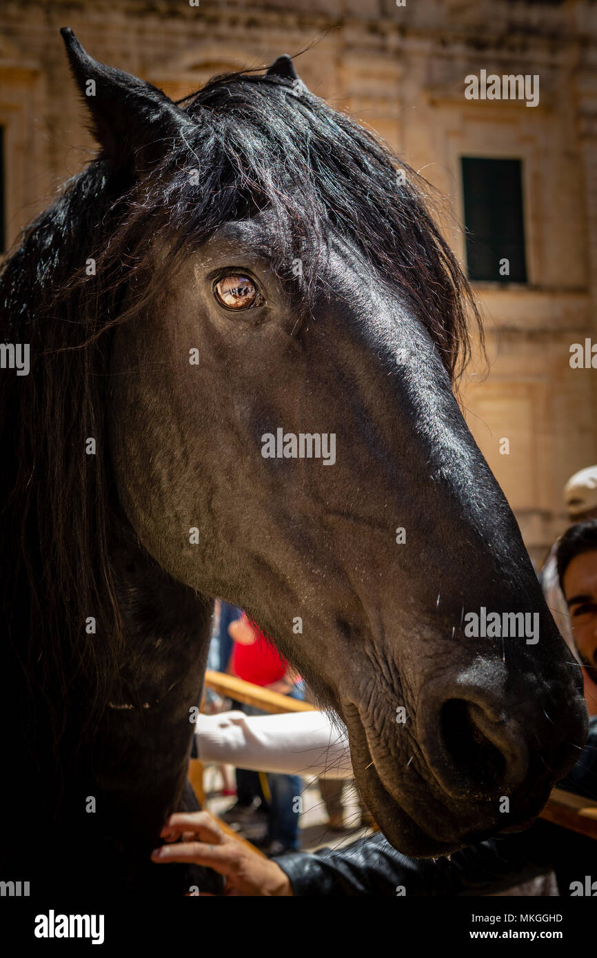 Stallion well hi-res stock photography and images - Alamy
