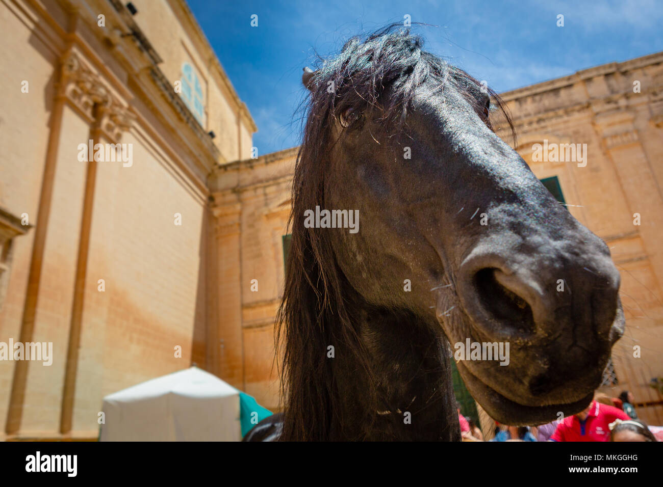 Stallion well hi-res stock photography and images - Alamy