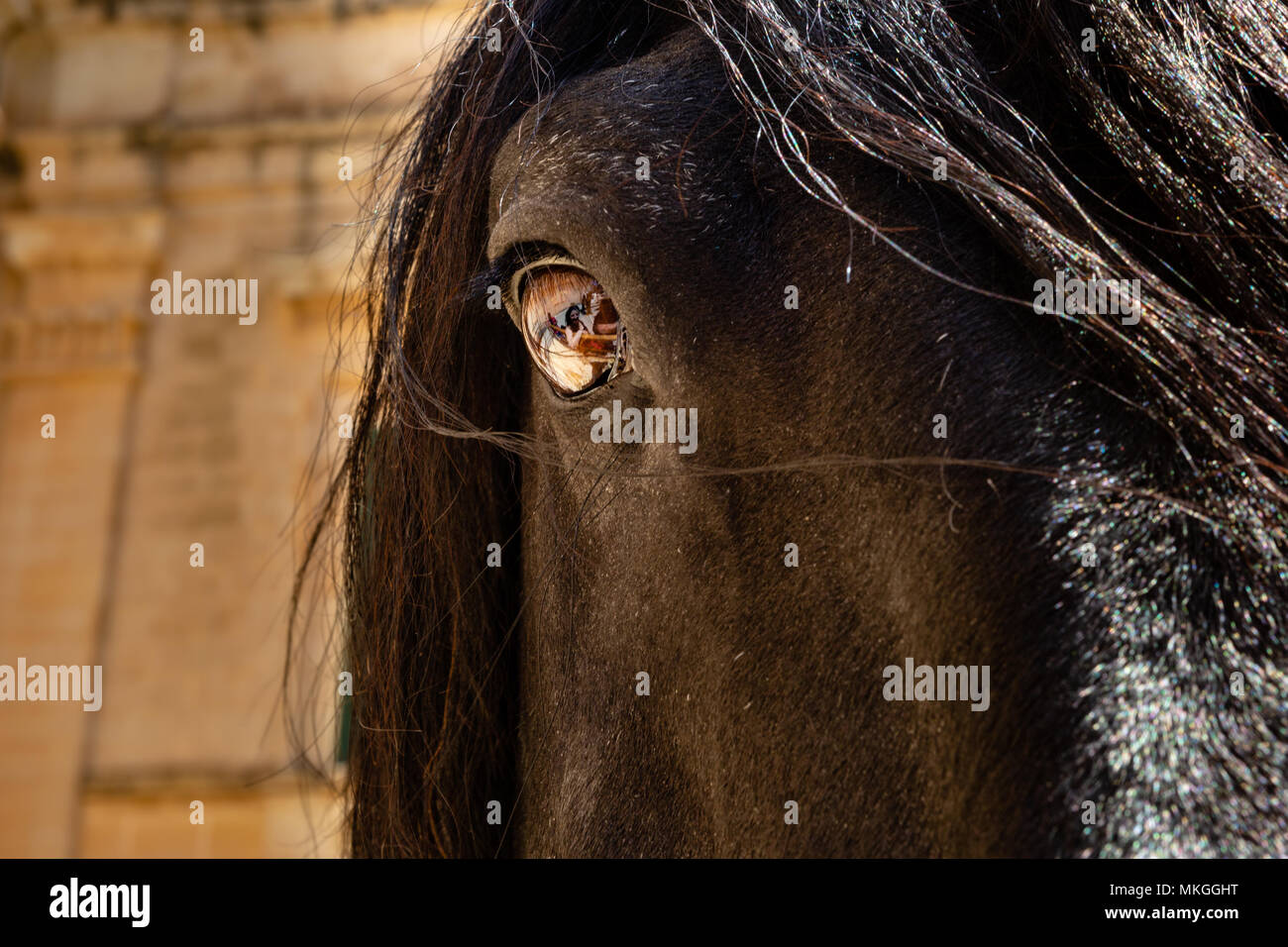 Stallion well hi-res stock photography and images - Alamy