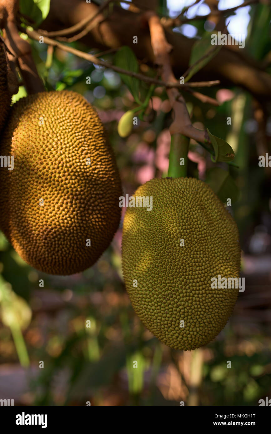 Jackfruit tree with ripe jackfruit fruits grooving in the branch ...