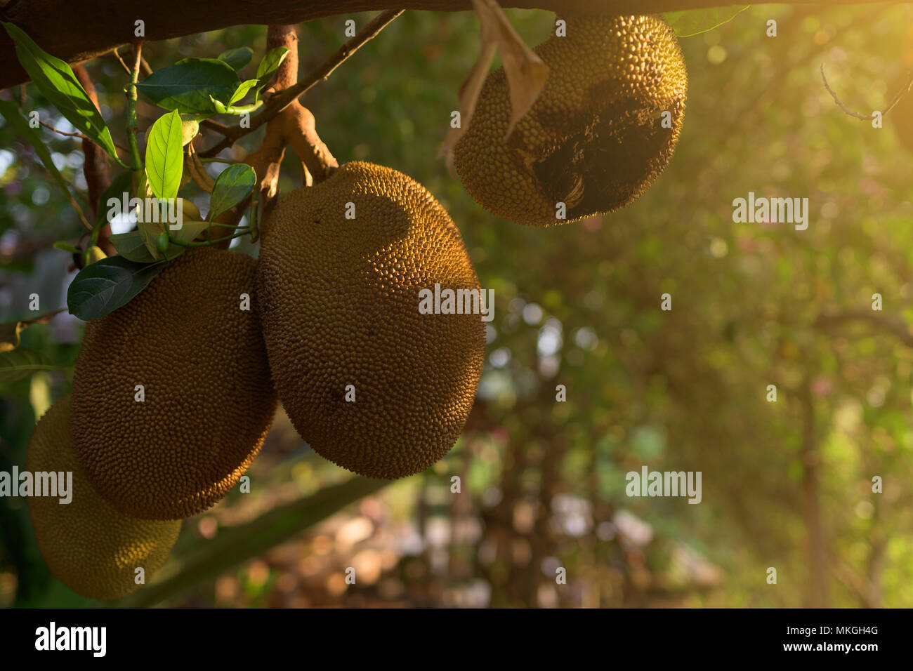 Jackfruit tree with ripe jackfruit fruits grooving in the branch ...