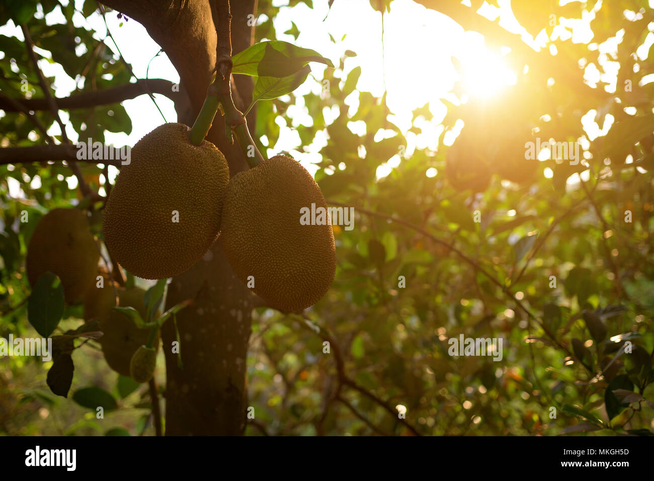 Jackfruit tree with ripe jackfruit fruits grooving in the branch ...