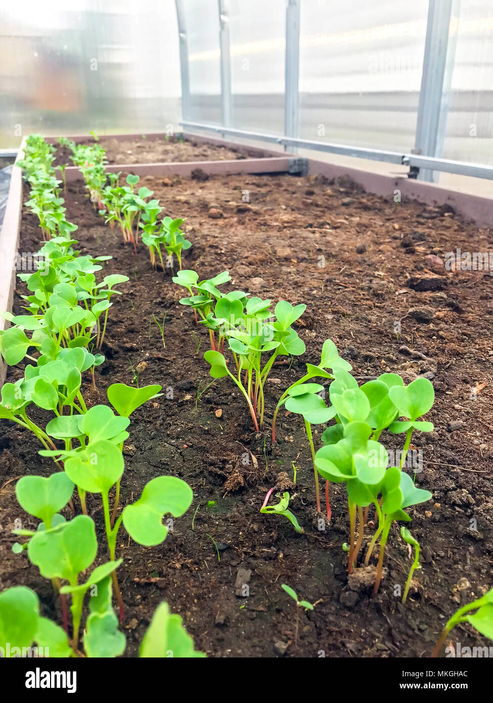 Young radish seedlings sprouts hi-res stock photography and images - Alamy