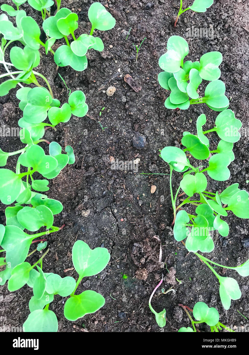 Greenhouse radish hi-res stock photography and images - Alamy