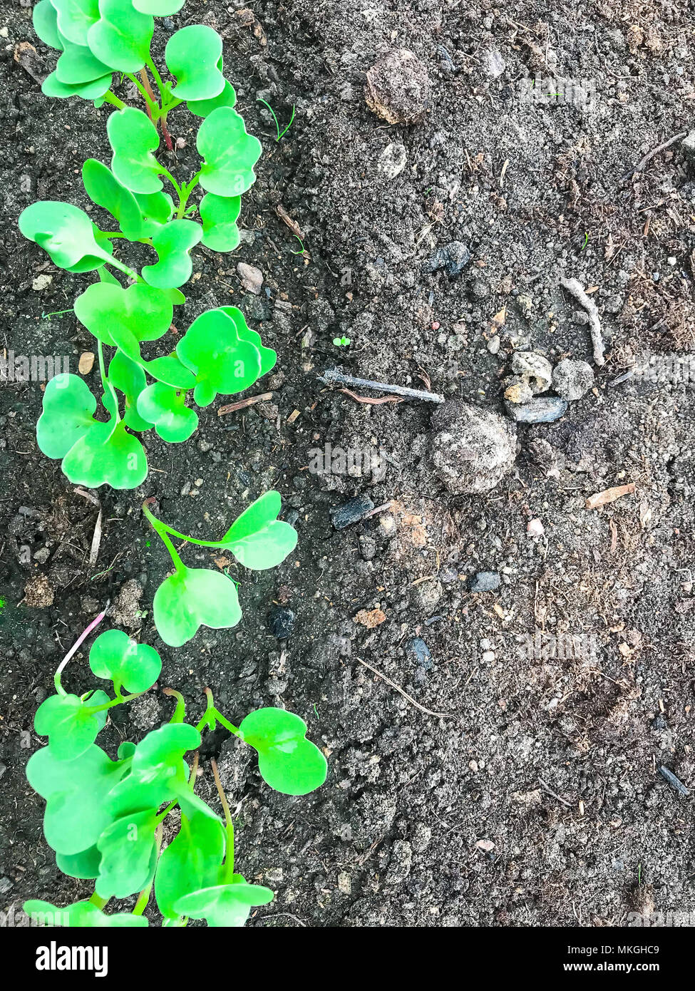 Greenhouse radish hi-res stock photography and images - Alamy