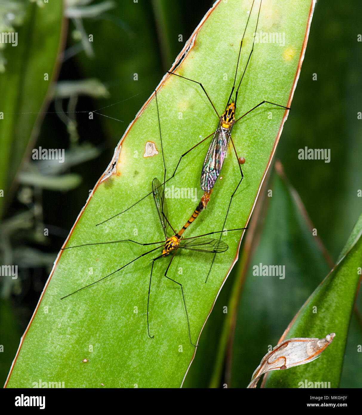 Nephrotoma australasiae hi-res stock photography and images - Alamy