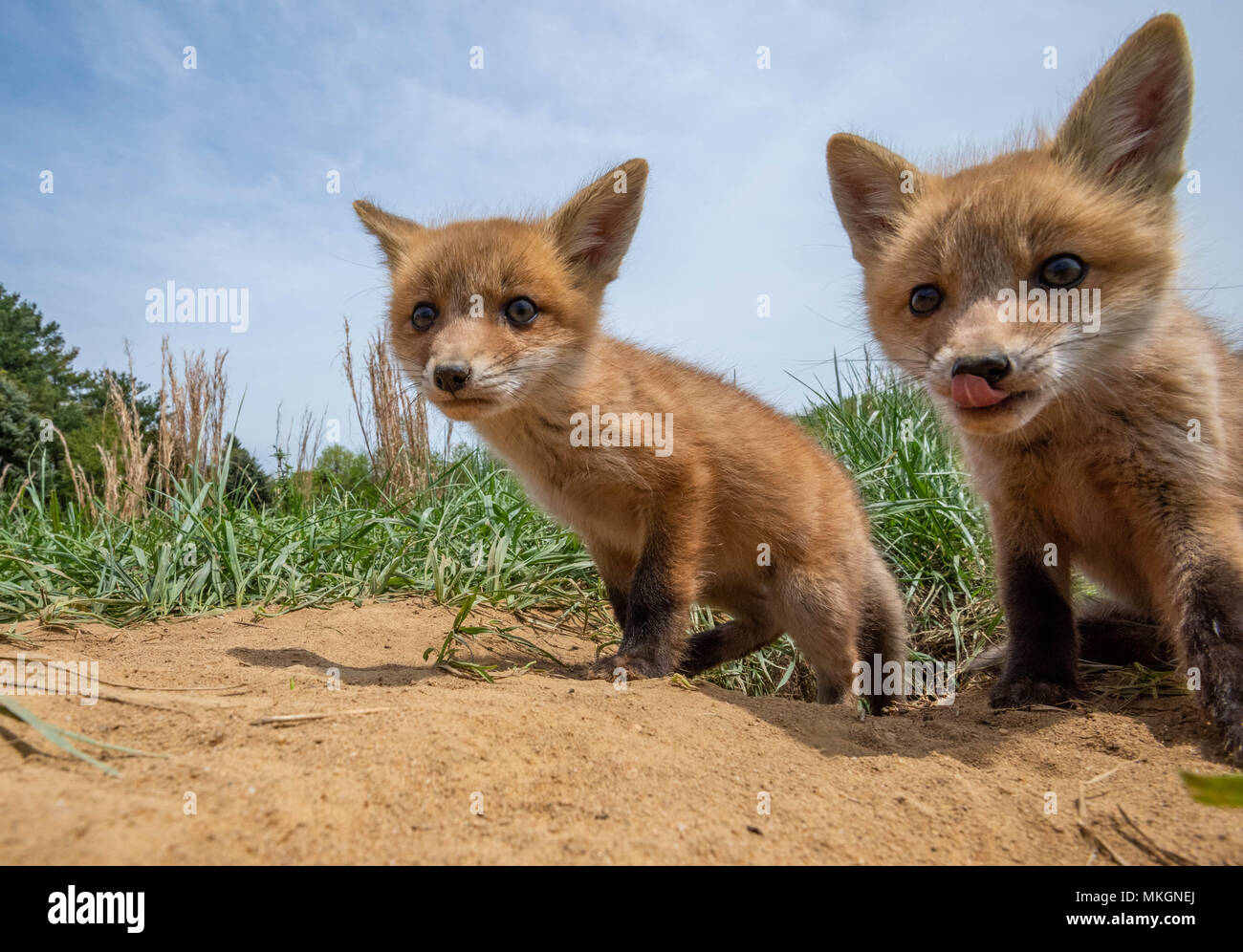 Red Fox Kit Stock Photo - Alamy
