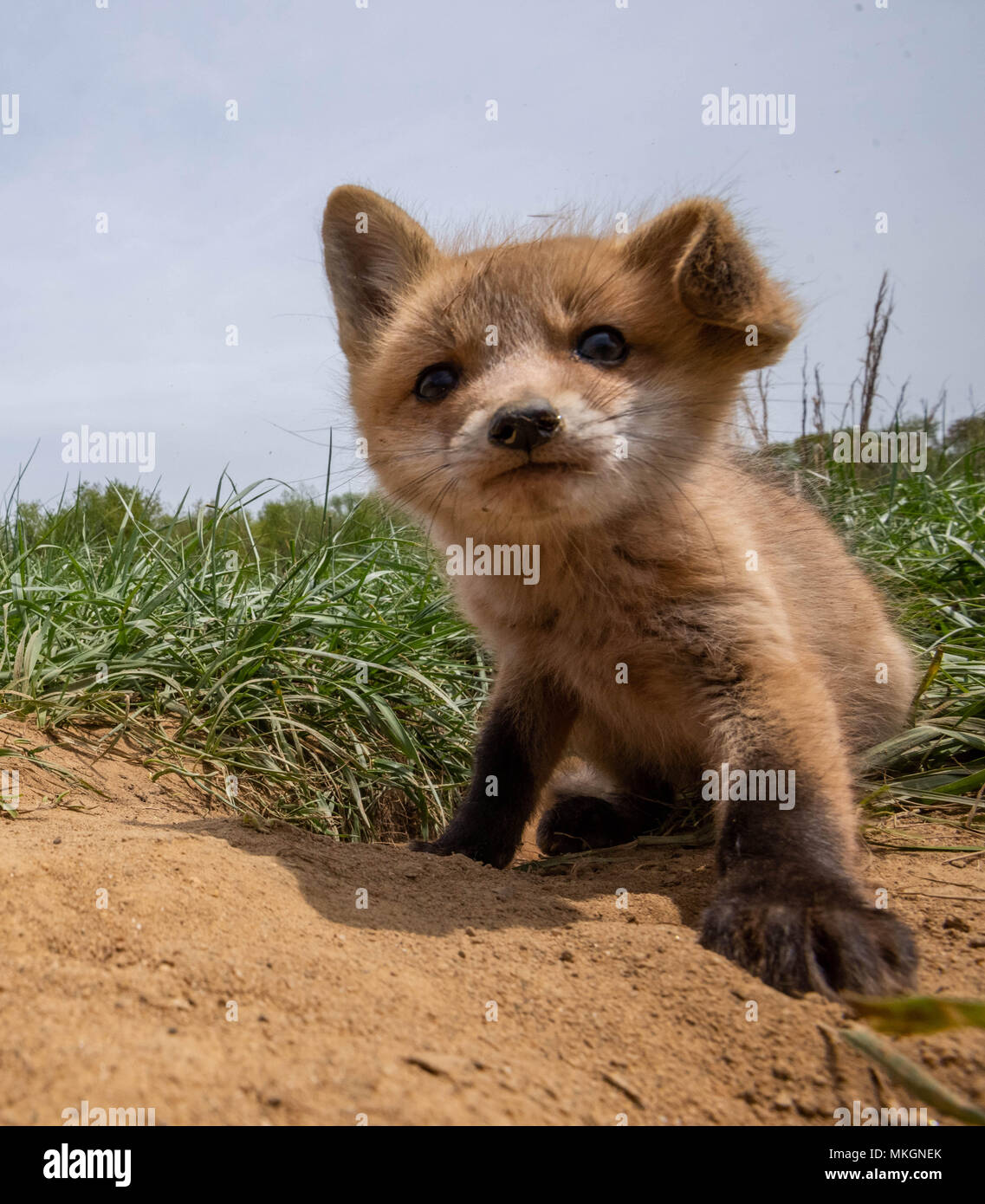 Red Fox Kit Stock Photo - Alamy