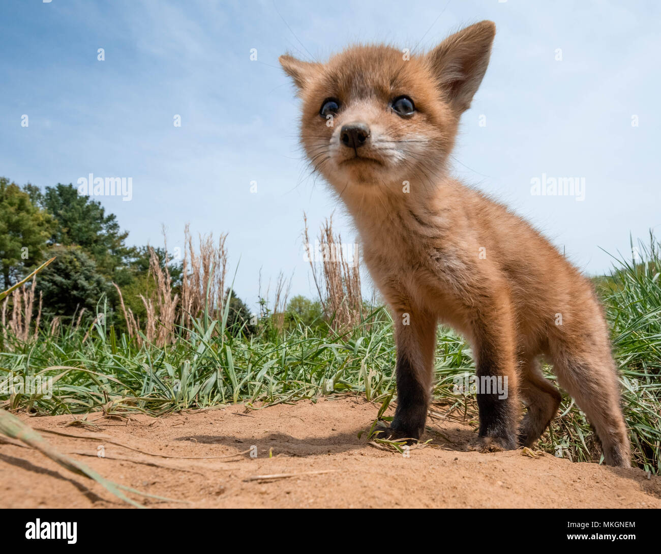 Red Fox Kit Stock Photo - Alamy