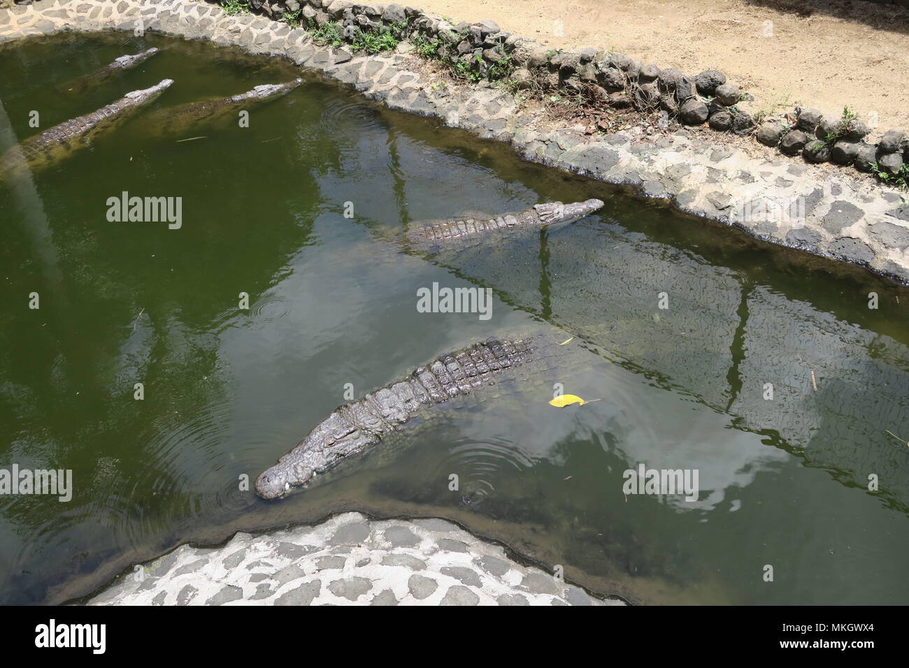 Crocodil in a pool in a park on Mauritius island Stock Photo - Alamy