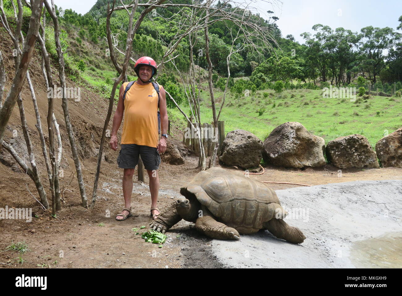 Giant land turtle in a park 23 coloured earth in Chamarel plain on ...