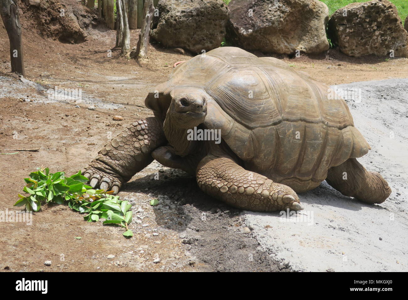 Giant land turtle in a park 23 coloured earth in Chamarel plain on ...