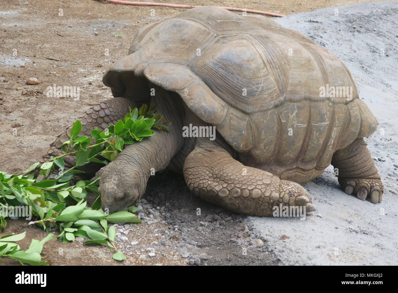 Giant Land Tortoise