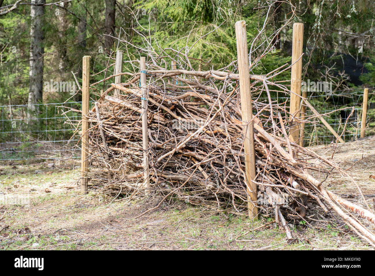 windbreak made of lots of old sticks Stock Photo - Alamy