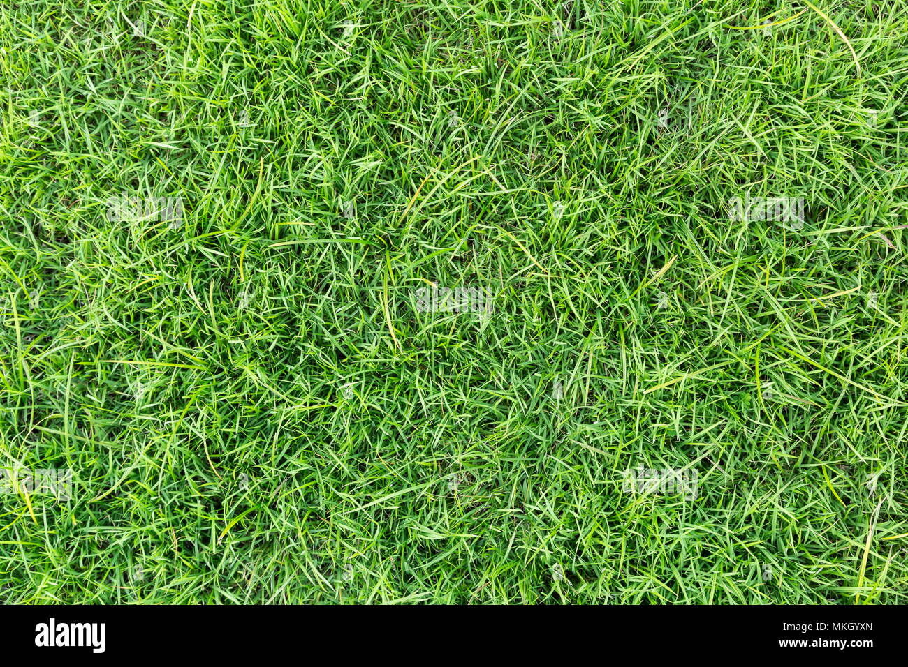 Grass field texture for golf course, soccer field or sports background ...