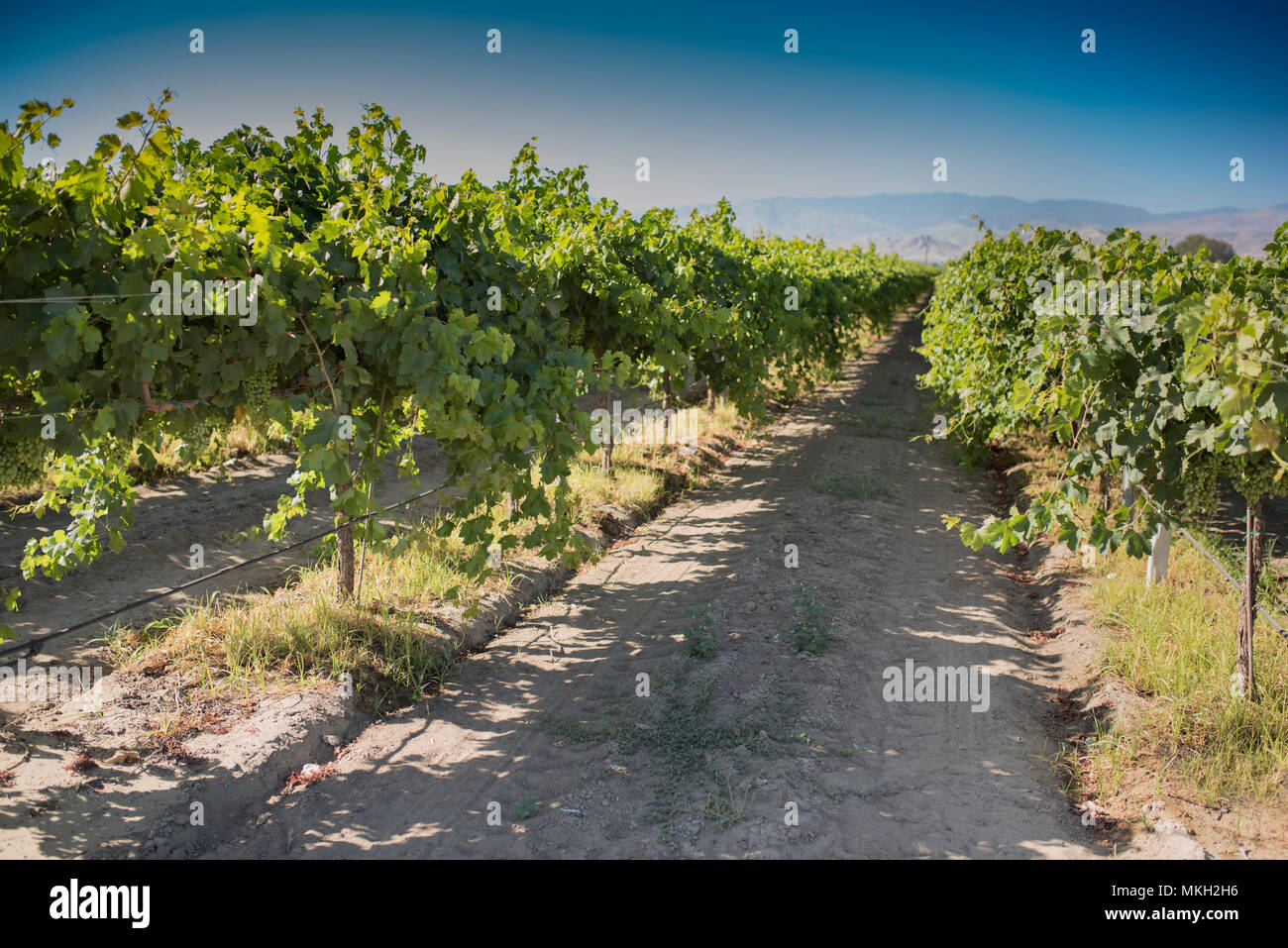 Immature grape hi-res stock photography and images - Alamy