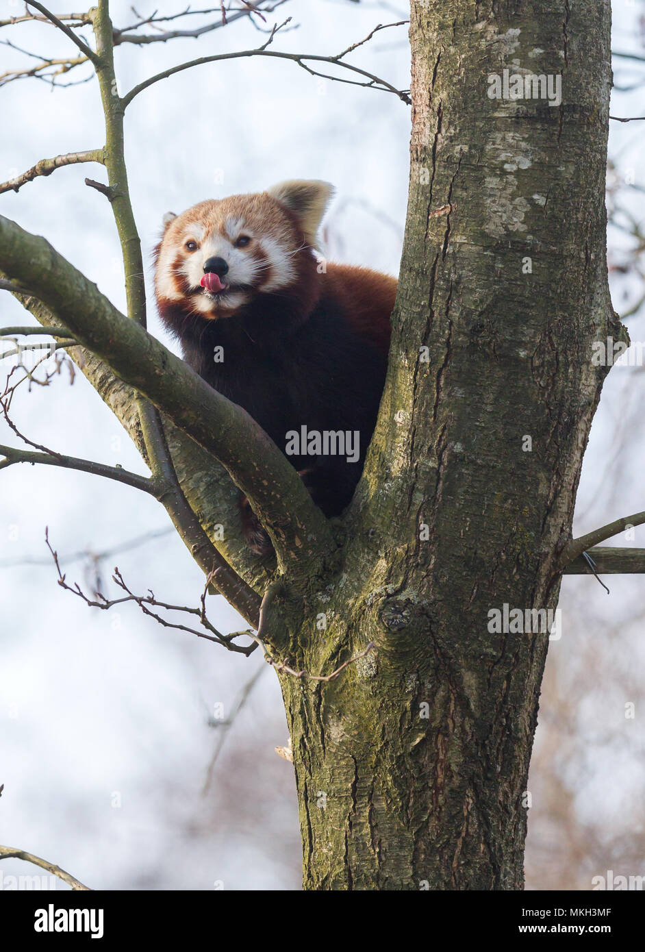 Red panda eating a apple in a large tree Stock Photo - Alamy