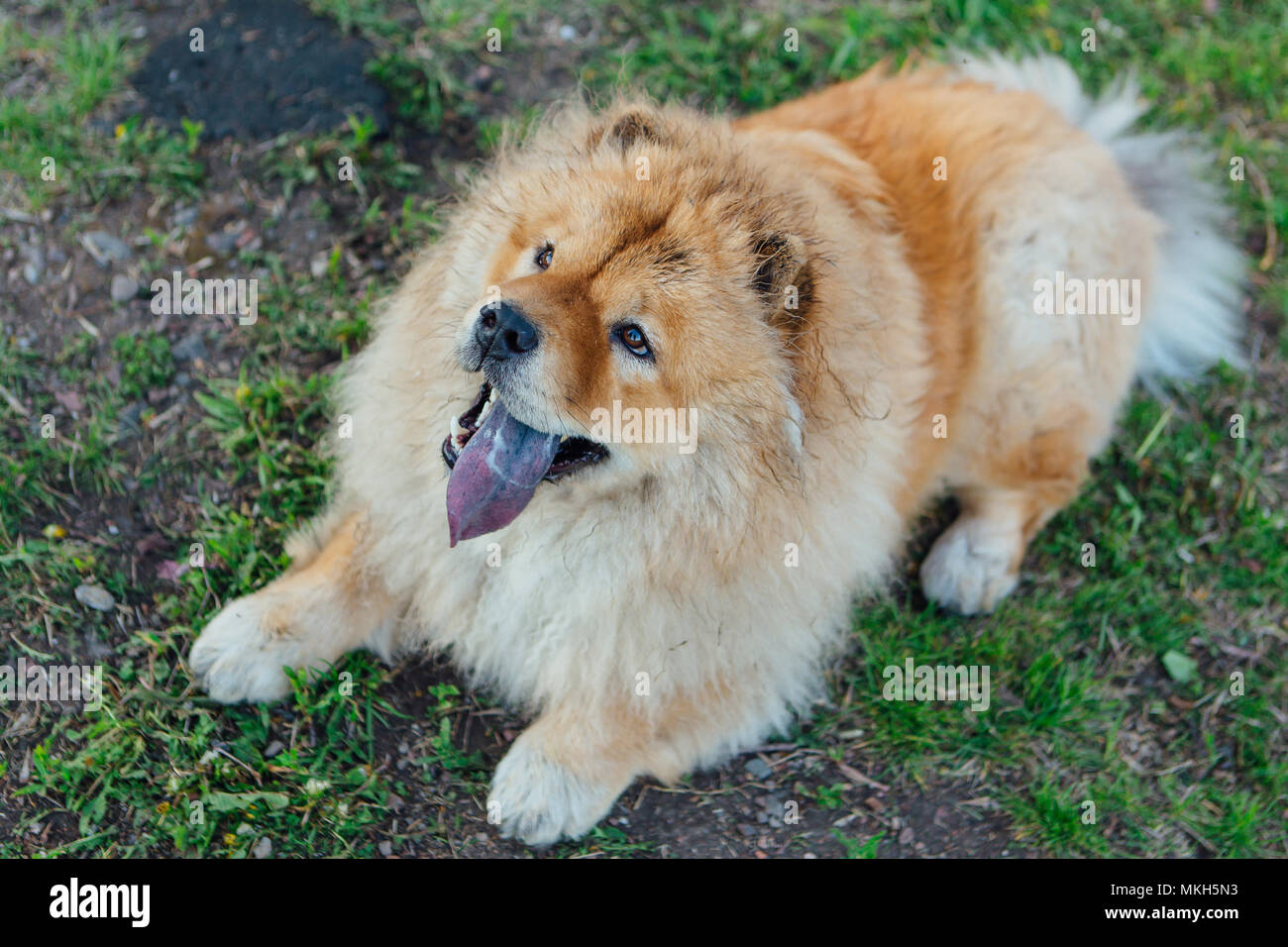 Red hair chow chow dog with blue tongue Stock Photo - Alamy