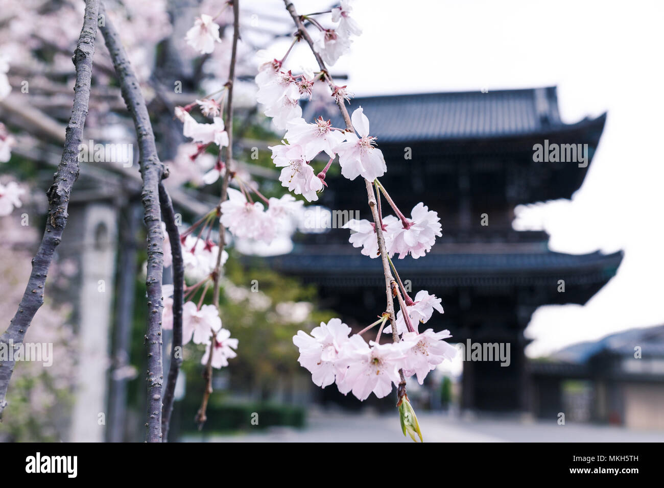 Cherry blossom temple hi-res stock photography and images - Alamy