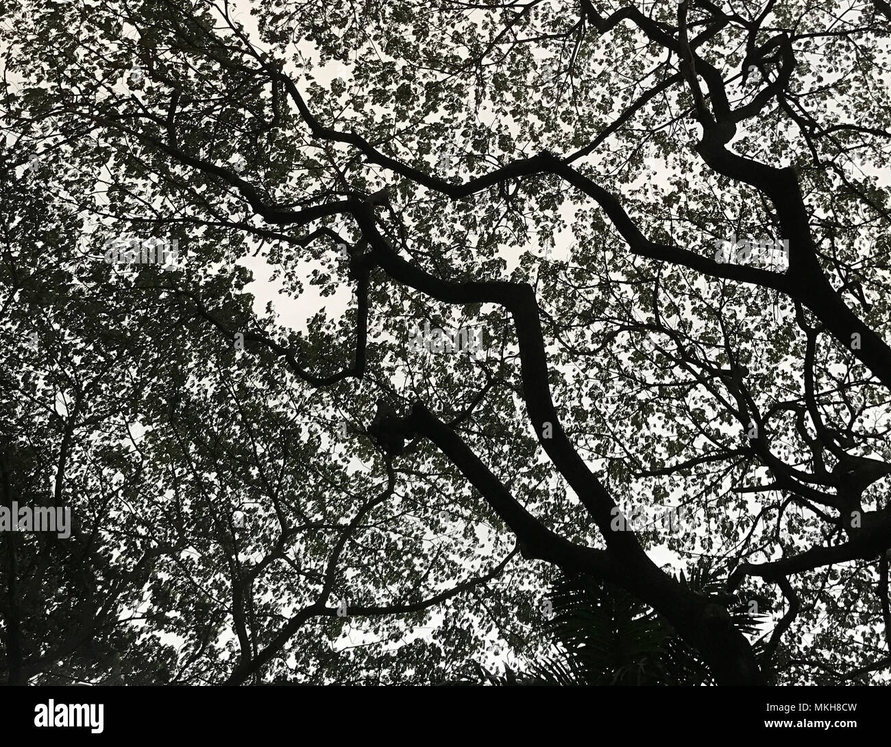 Black and white: Tree Branches, twigs, leaves Silhouette on afternoon ...