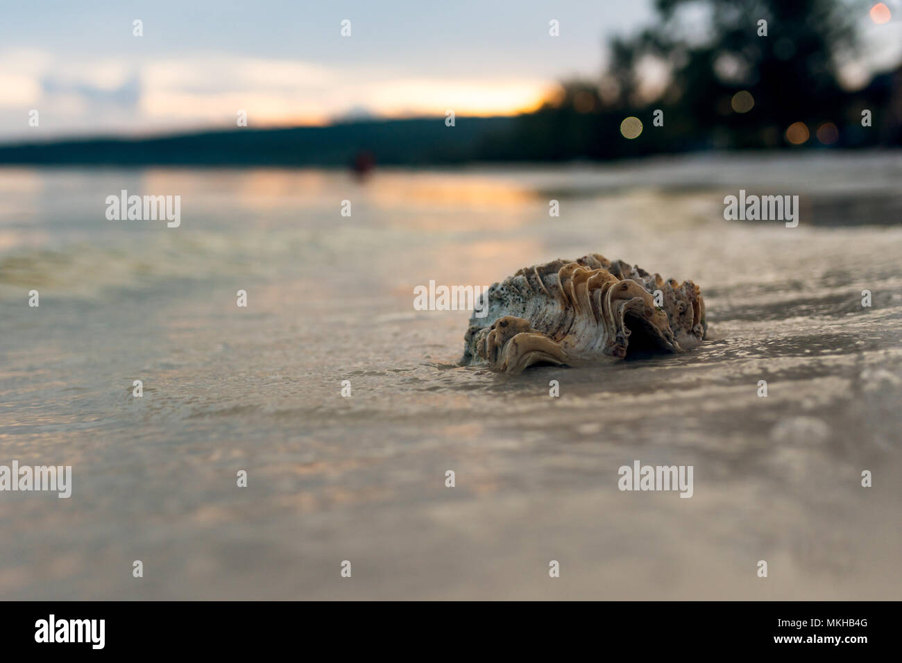 Big shell lies on hi-res stock photography and images - Alamy