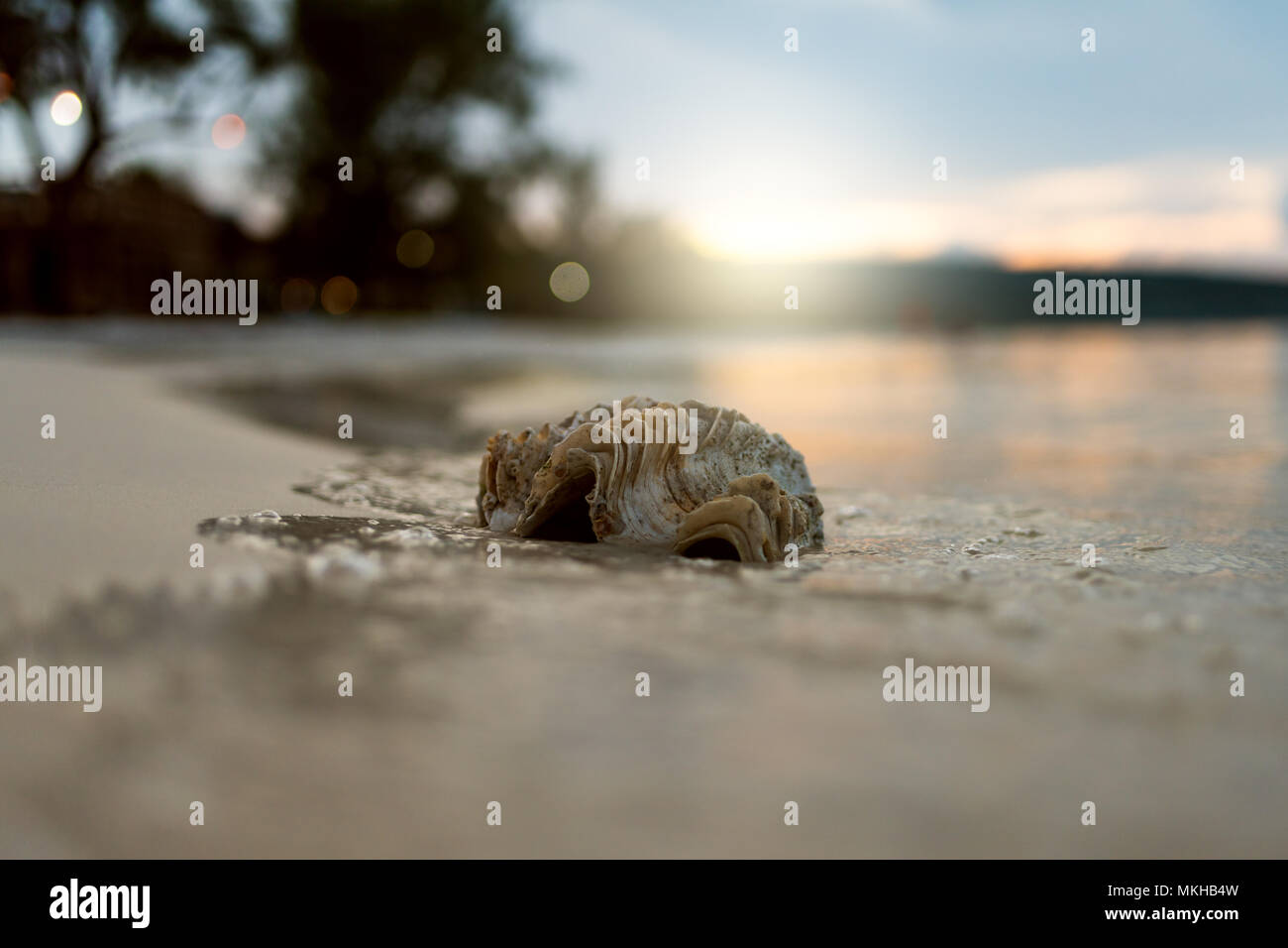 Big shell lies on the beach with sunset in the background Stock Photo ...