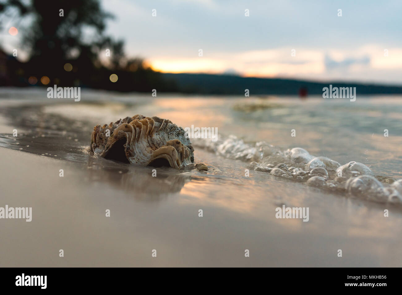Big shell lies on hi-res stock photography and images - Alamy