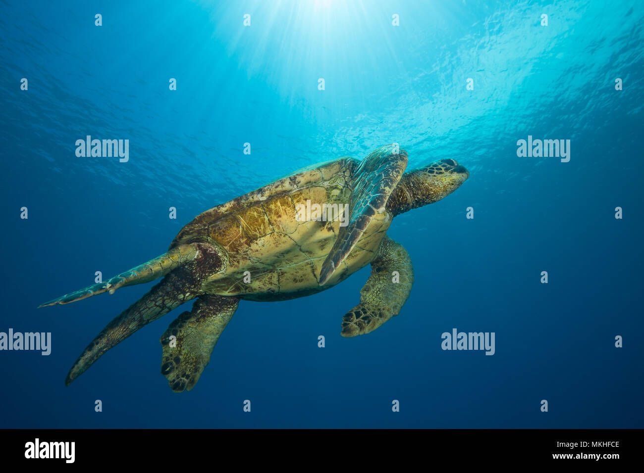 Male green sea turtles, Chelonia mydas, an endangered species, have a ...
