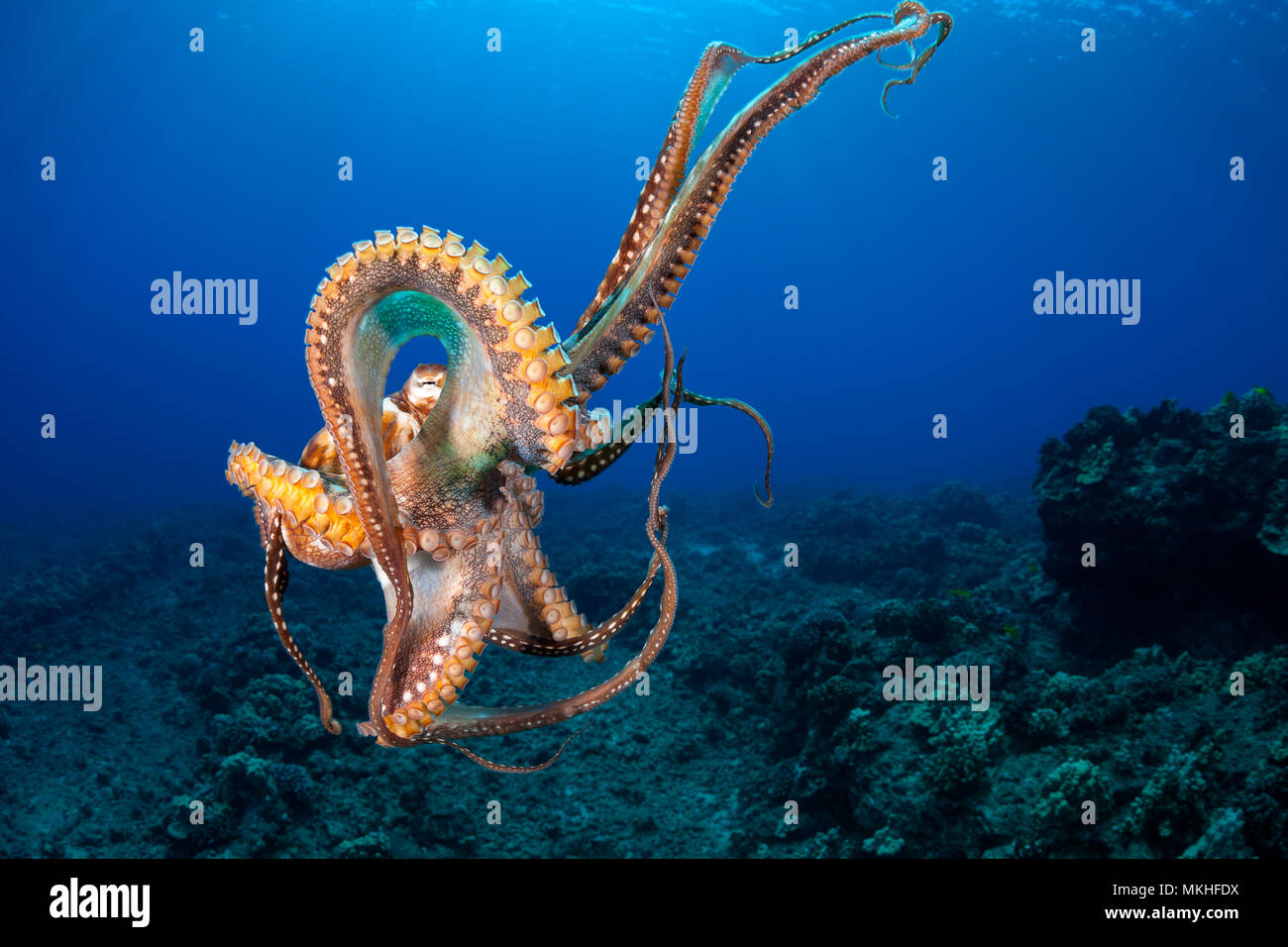 Day octopus, Octopus cyanea, in mid-water, Hawaii Stock Photo - Alamy