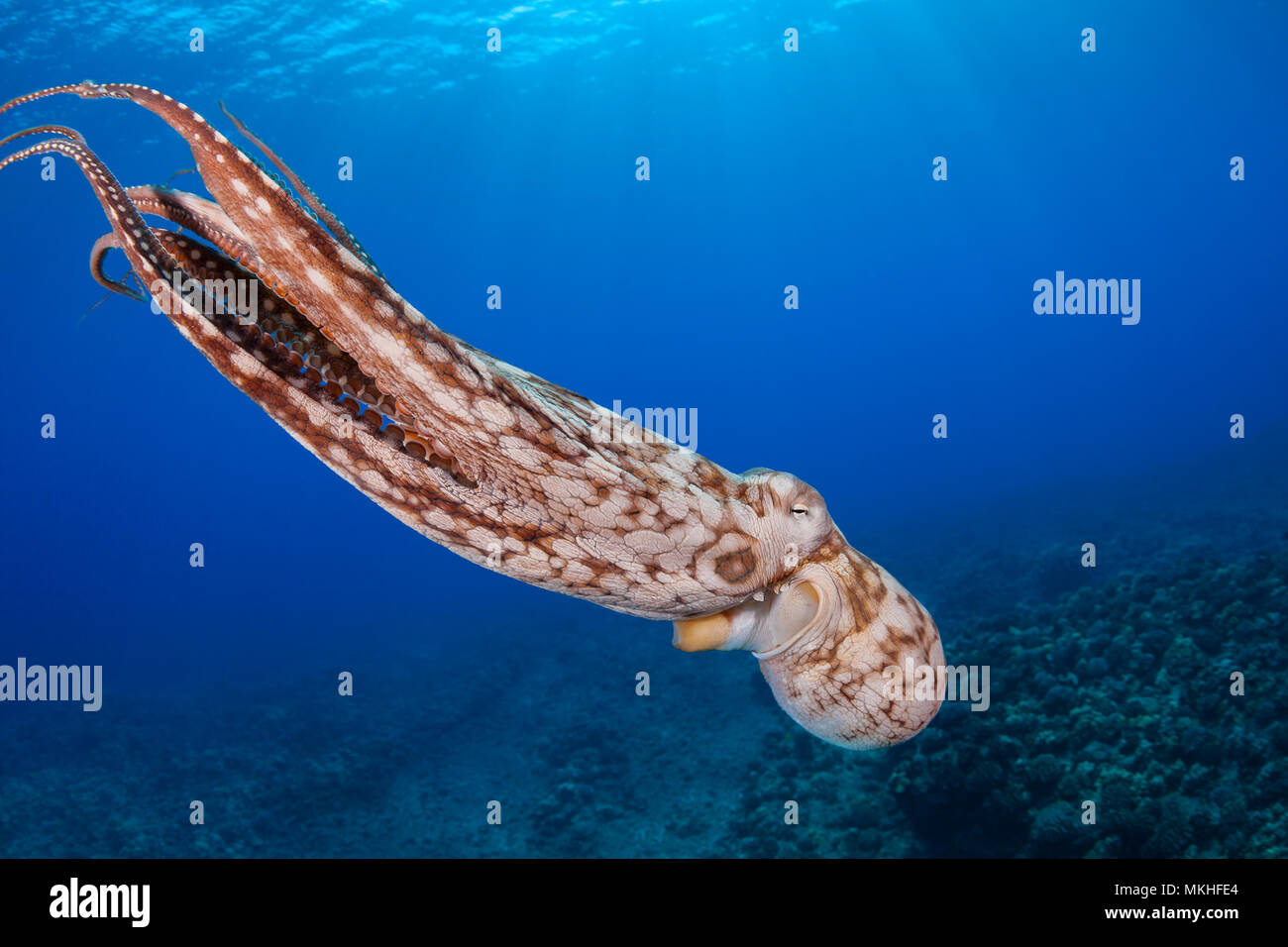 Octopus swimming hi-res stock photography and images - Alamy