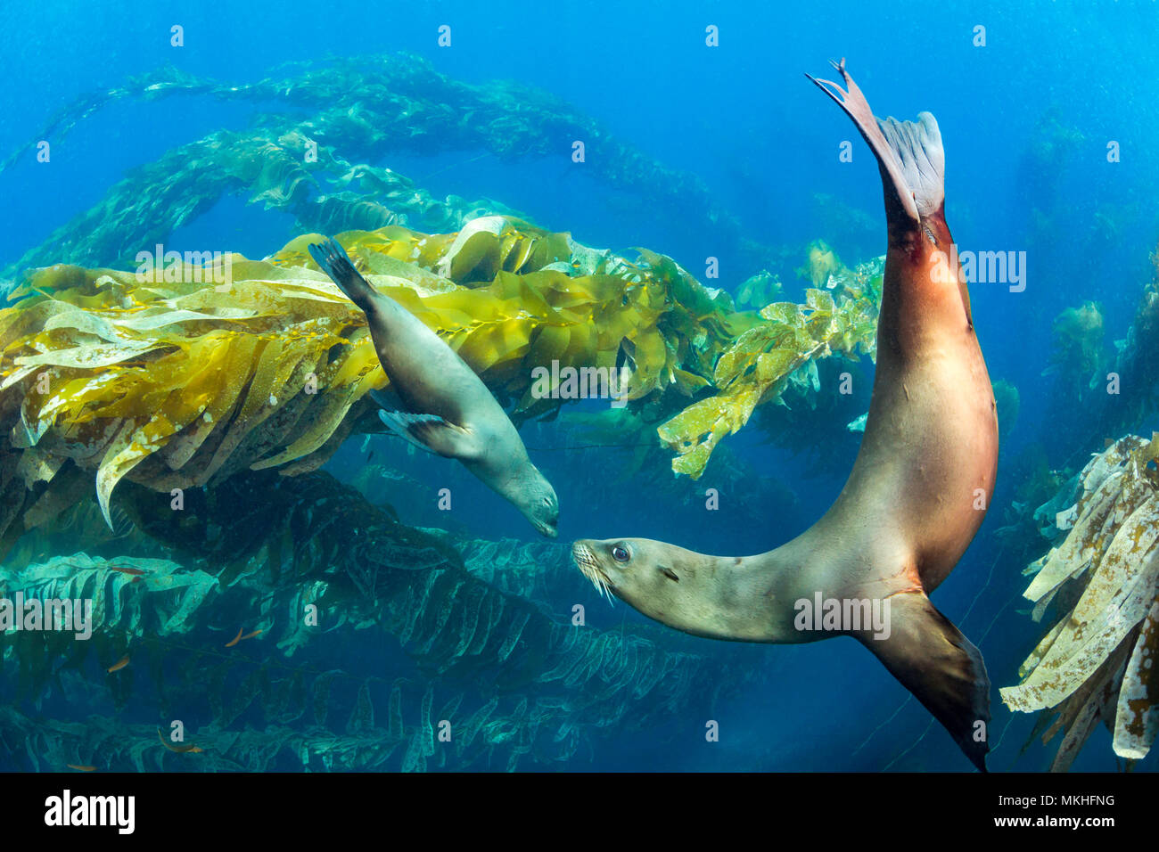 Kelp Forest Top View
