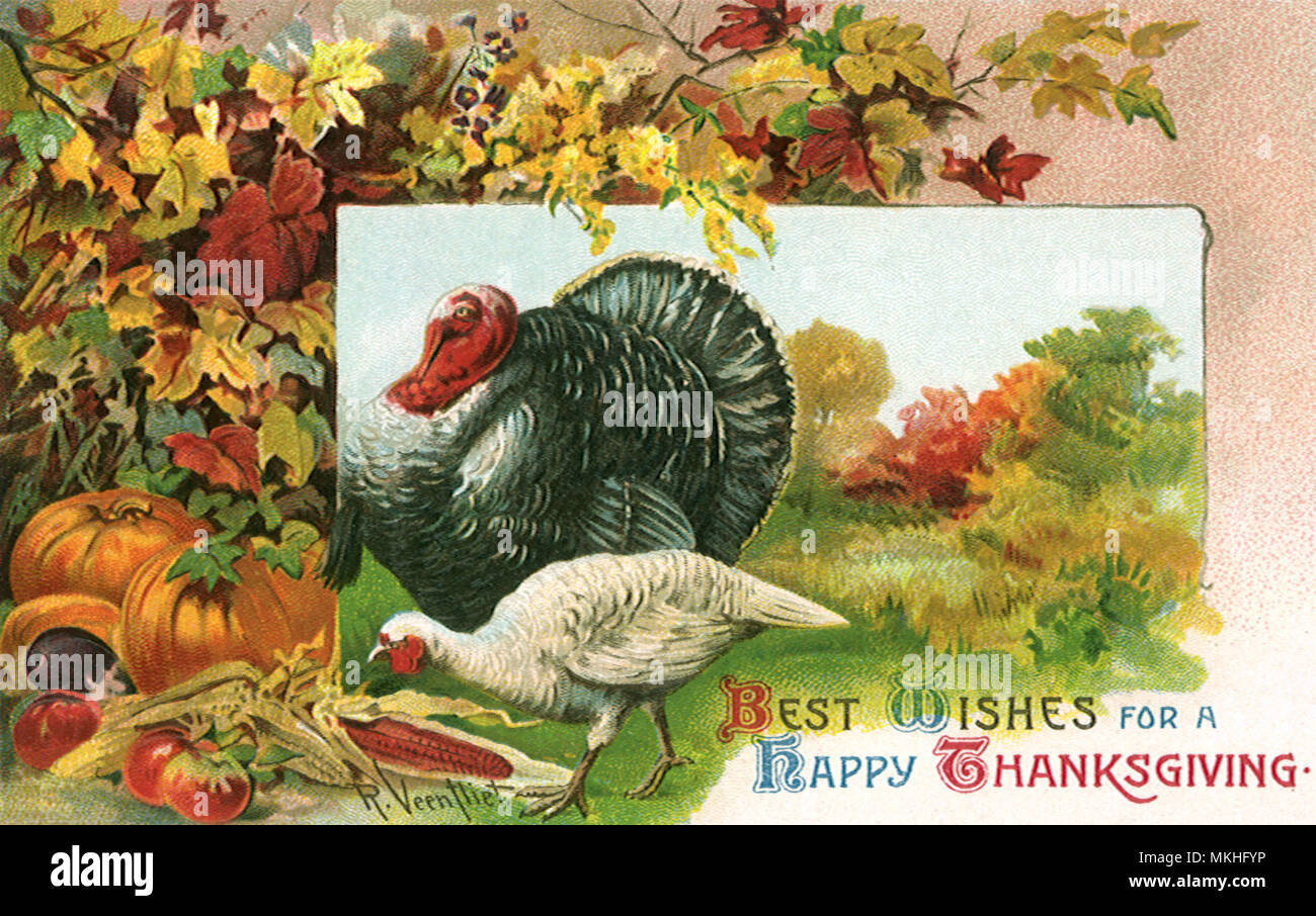 Turkeys amongst Pumpkins and Corn Stock Photo - Alamy