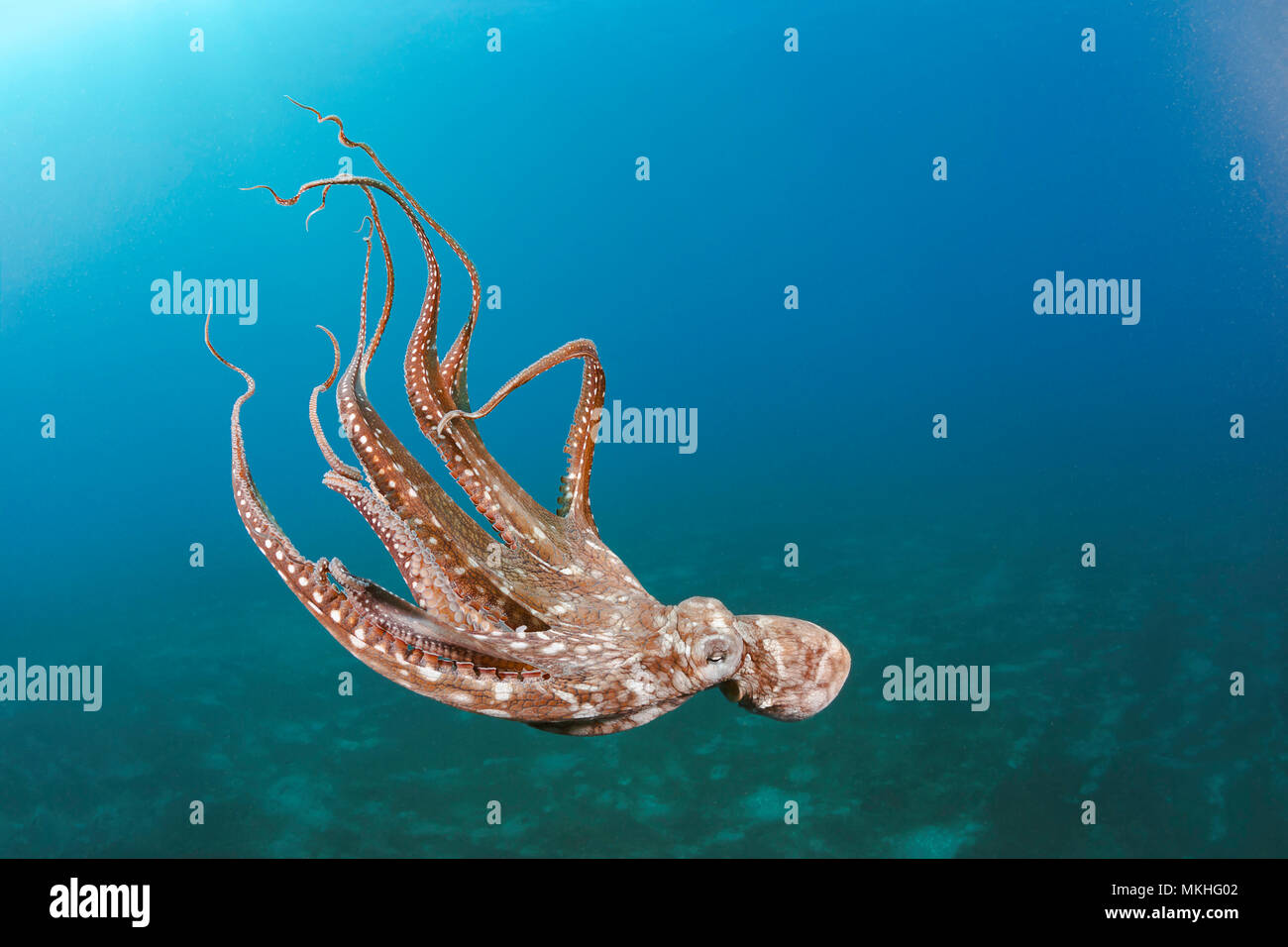 Octopus swimming hi-res stock photography and images - Alamy