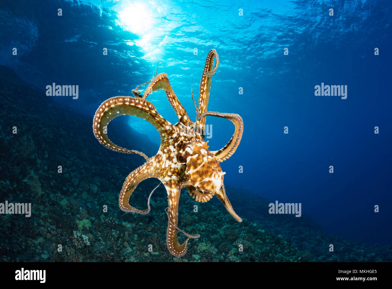 Day octopus, Octopus cyanea, in mid-water, Hawaii Stock Photo - Alamy