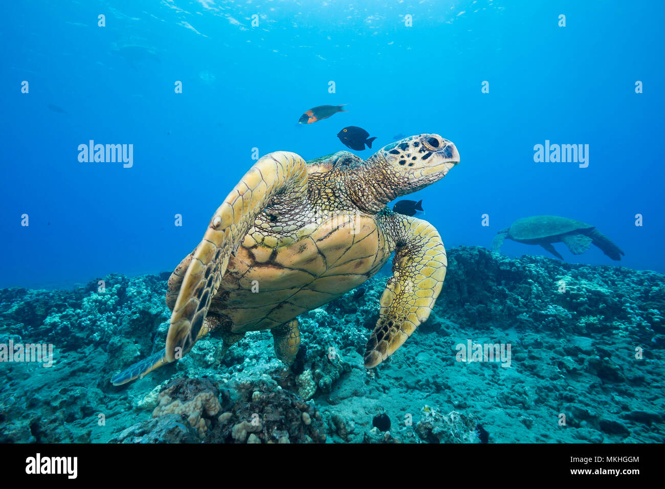 Green sea turtle, Chelonia mydas, an endangered species, Hawaii Stock ...