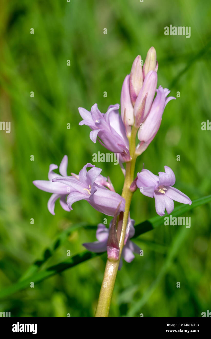 Hybrid Spanish pink coloured bluebells Stock Photo - Alamy