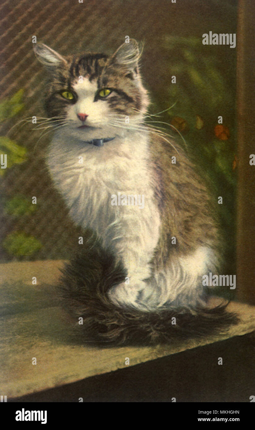 Alert cats hi-res stock photography and images - Alamy